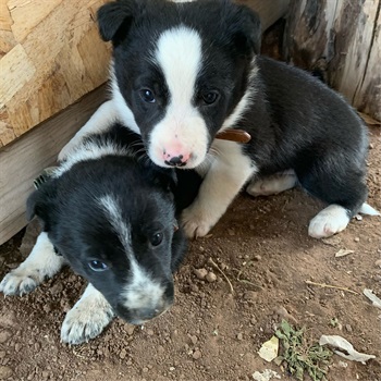 Derek Whitaker - Hudl